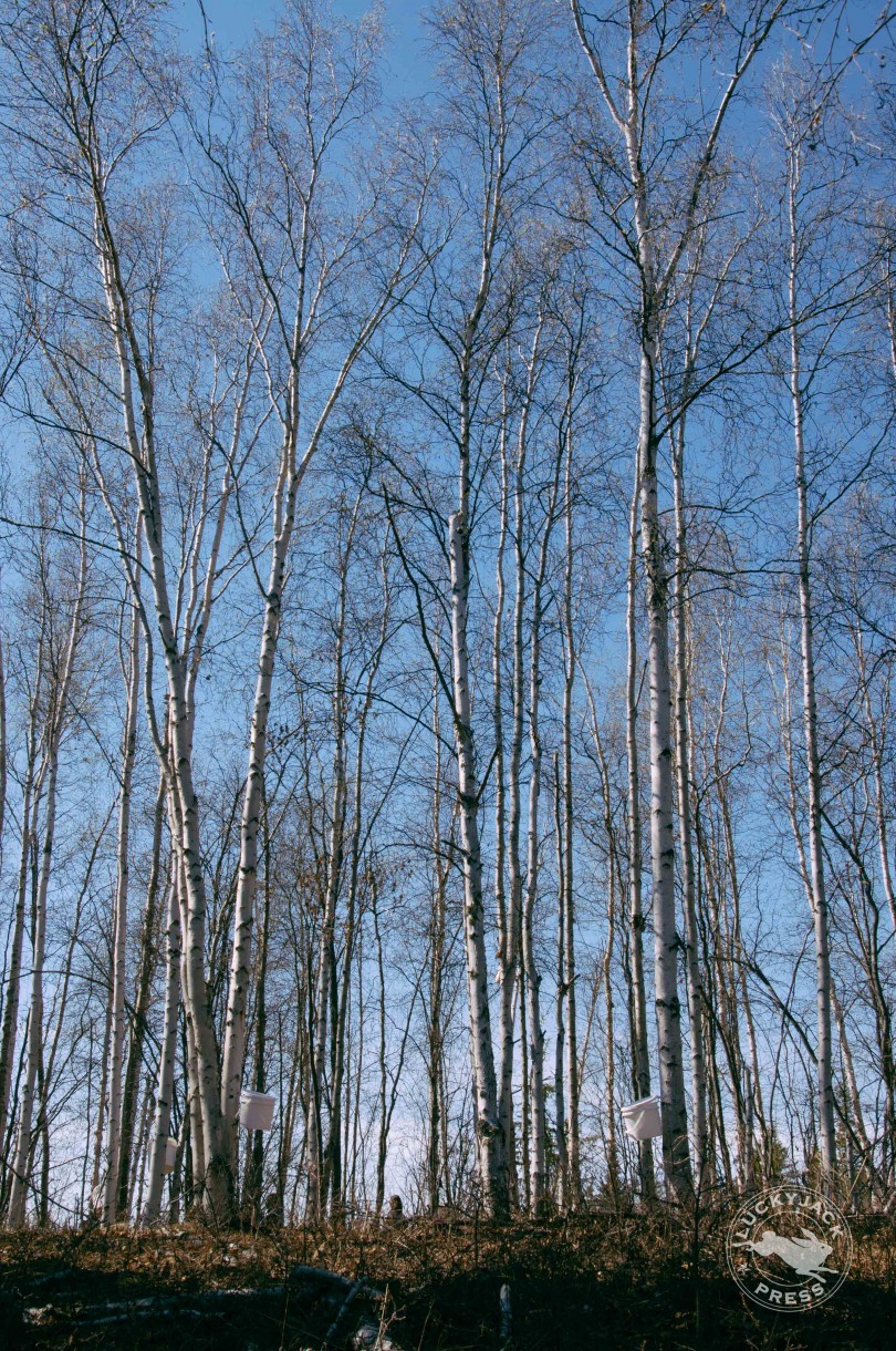 Sapsucker Birch Syrup: Where to find a sweet taste of the North ...