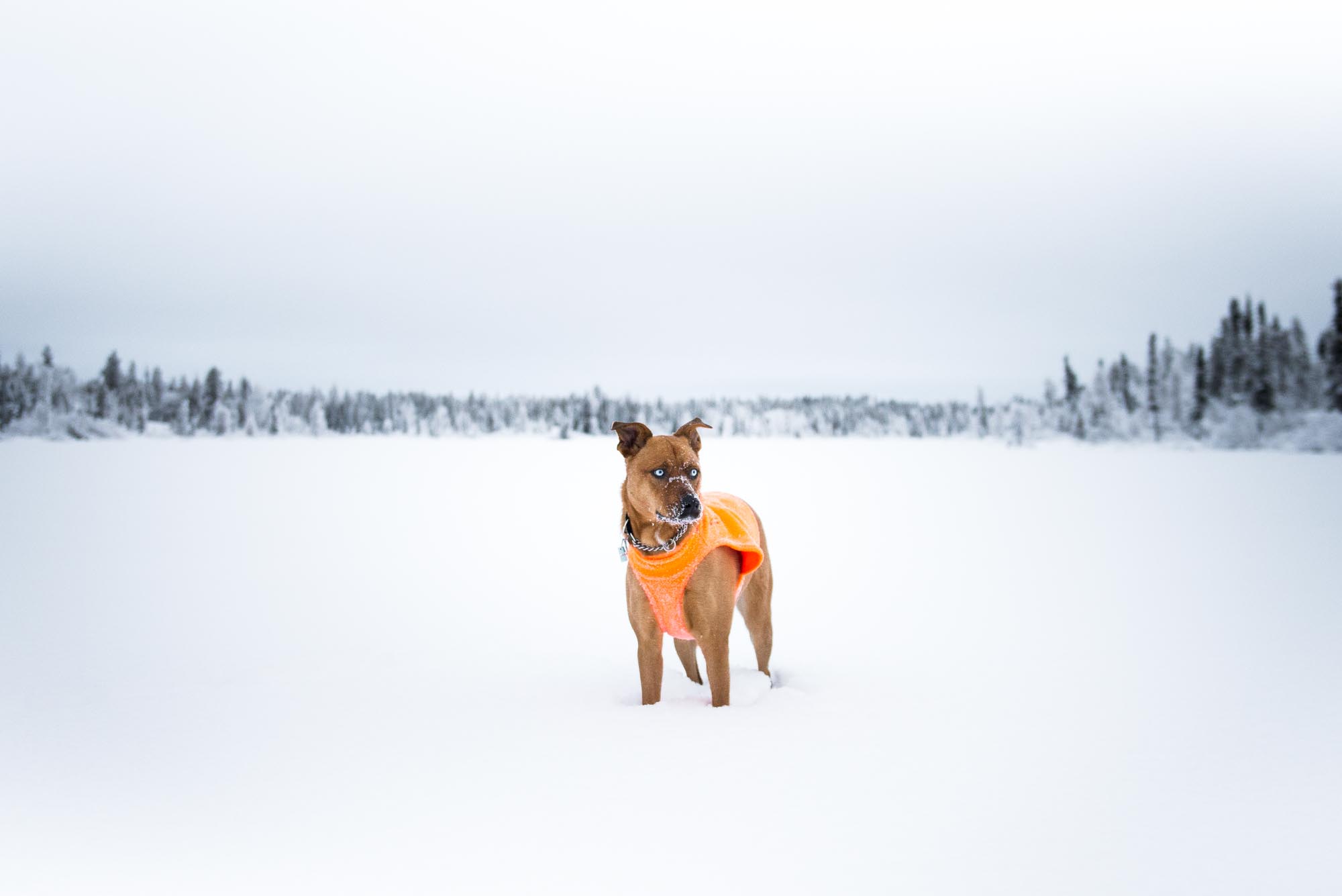 Tips, tricks, and locations for walking your dog in Yellowknife ...